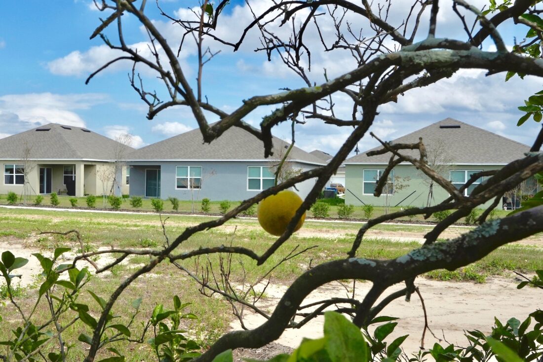 Florida citrus’ future: With storms and disease, growers hold out until ...
